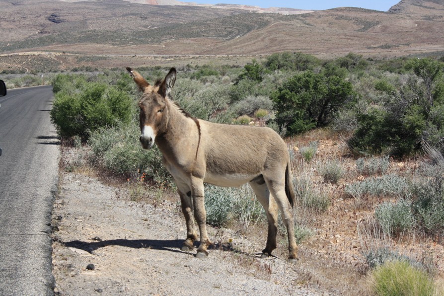 Julie's State Parks: Red Rock Canyon National Conservation Area (Las ...