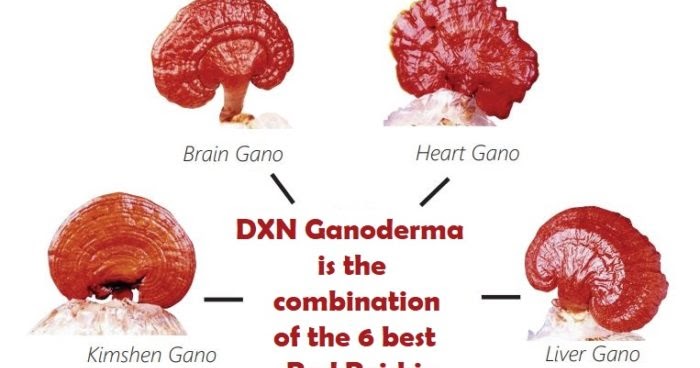 क्यों DXN Ganoderma?