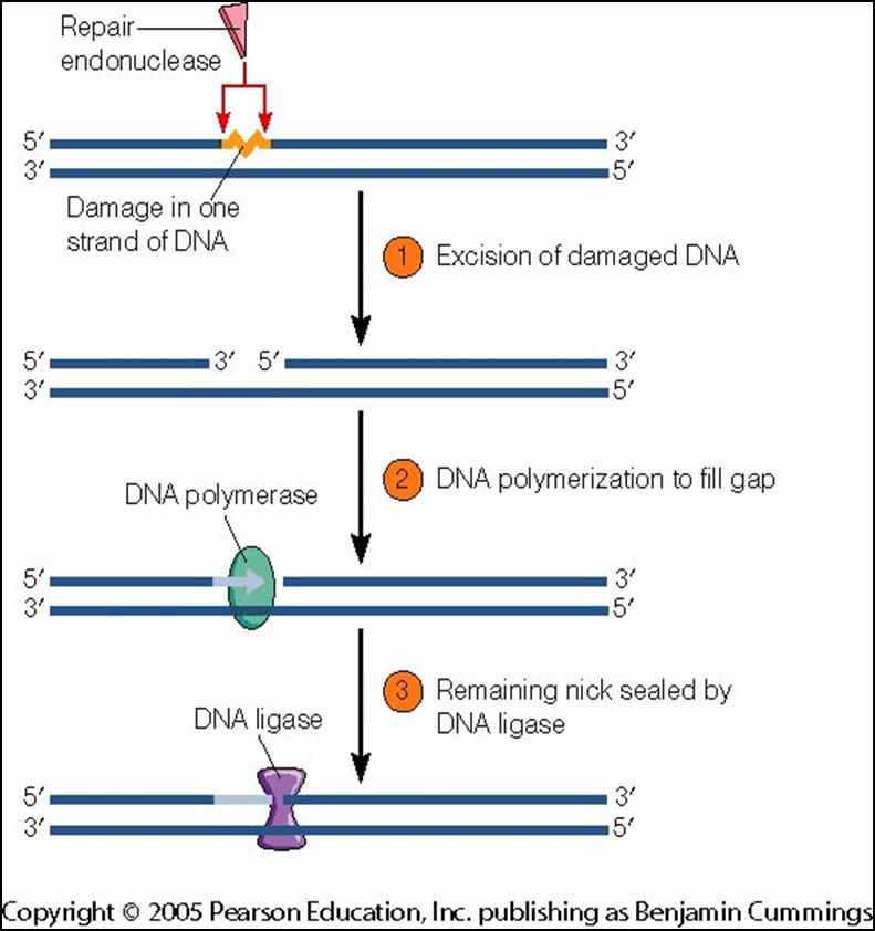 botany: DNA repair mechanism