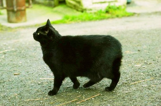 Black Manx Image List - Patricia Cat Post