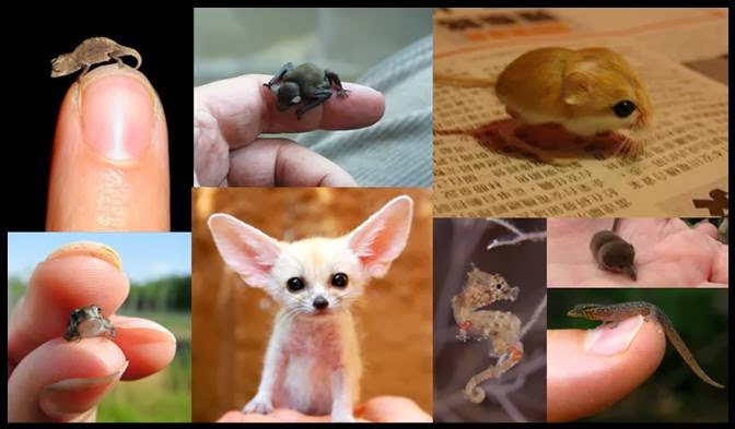 PeapodLife: When it comes to Nature BIG THINGS do come in Small ...