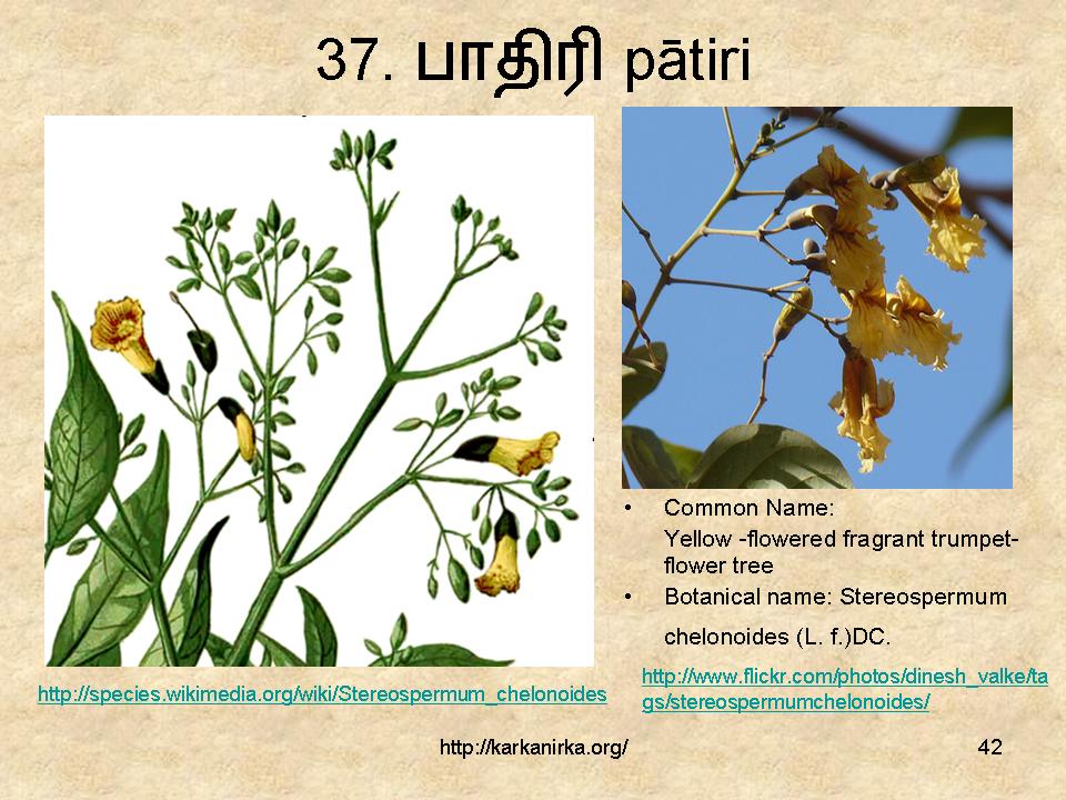 தமிழ்த்துளி TamilDrops: பாதிரி Padiri குறிஞ்சிப் பாட்டு Kurinjipattu