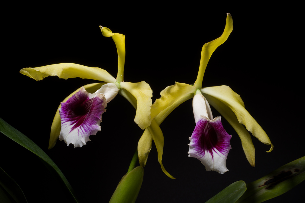 Cattleya tenebrosa care and culture | Travaldo's blog