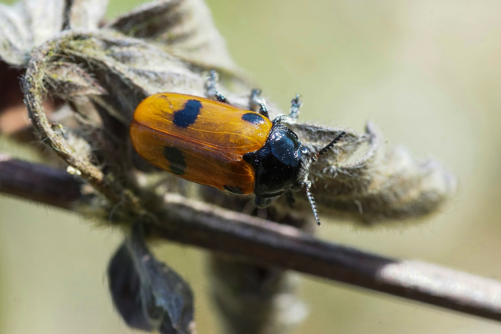 Myrebladbille Lat: Clytra quadripunctata