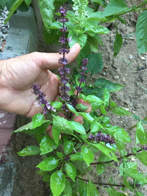 How to collect Basil seeds