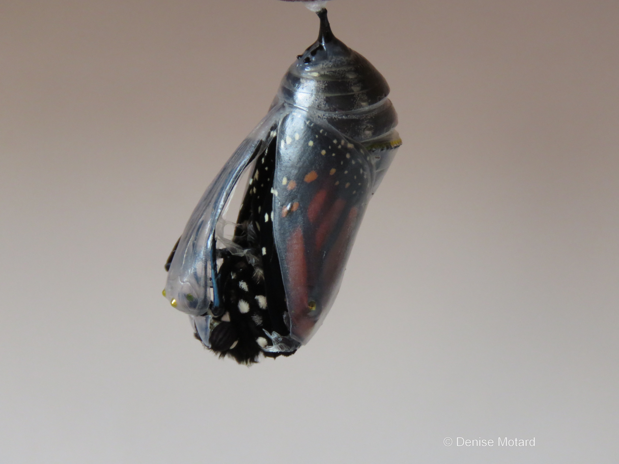 CHRYSALIS