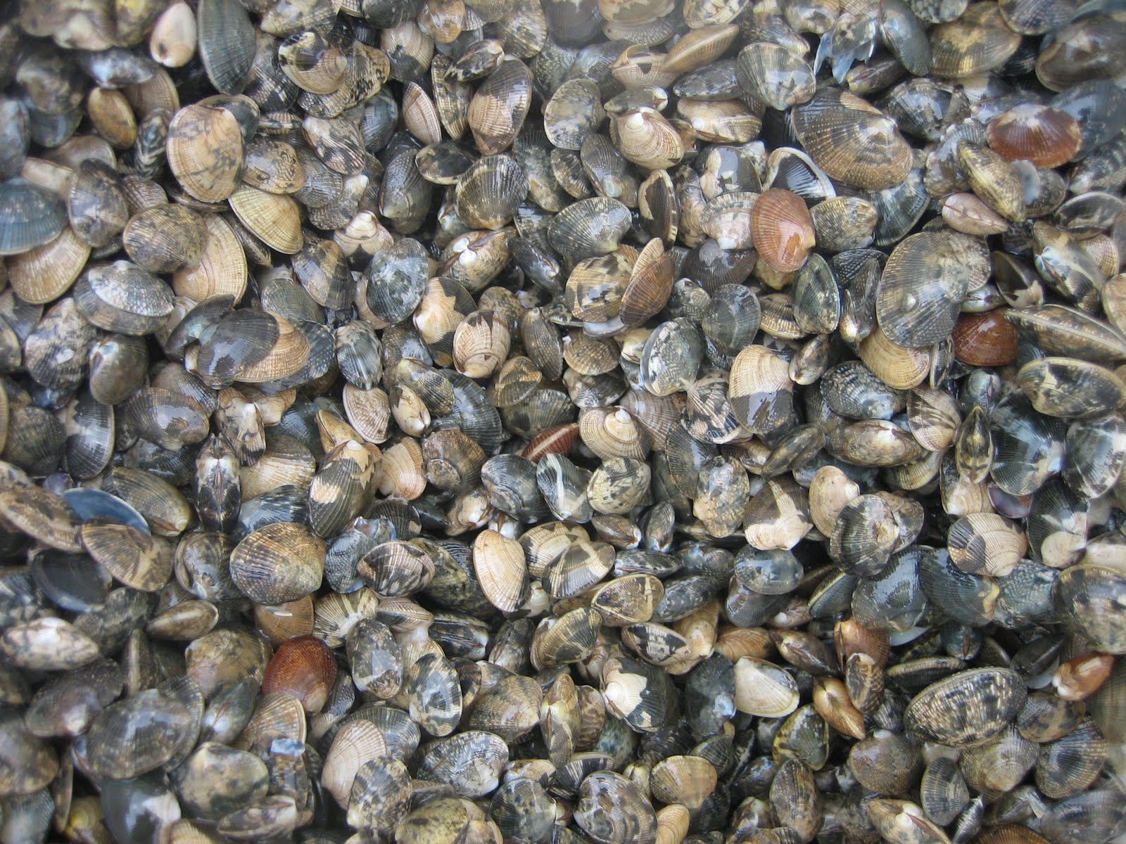 Rosie: 900,000 clams and 800 bags of oyster spat