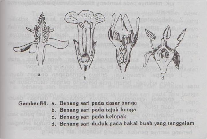 Alat Kelamin Bunga ~ Kenali Alam