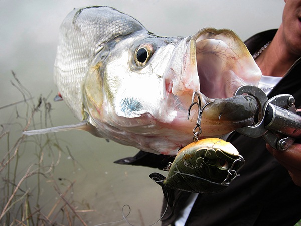 ANGLING WORLD 魔魚釣界: Monster Fish in China - Yellow Cheek!!