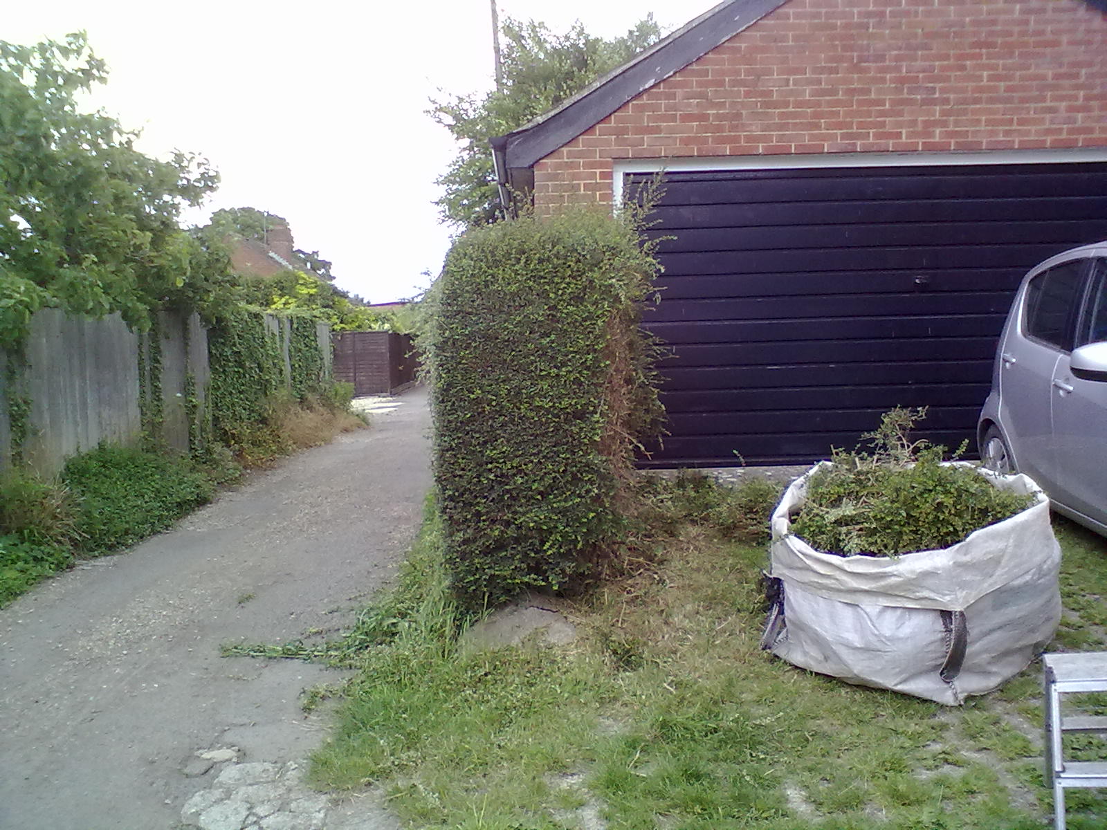 Rachel the Gardener: Hedges: how to recover an overgrown one
