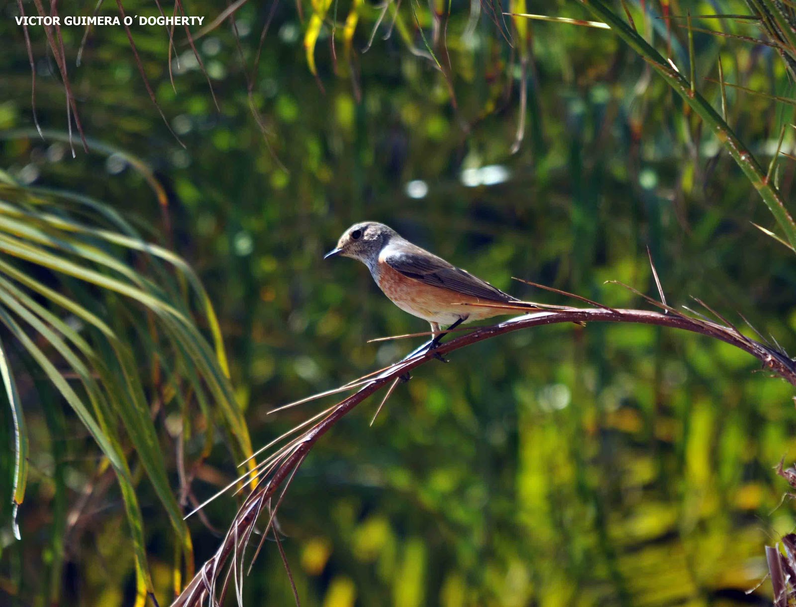 Mis imágenes de aves: COLIRROJO REAL EN CADIZ