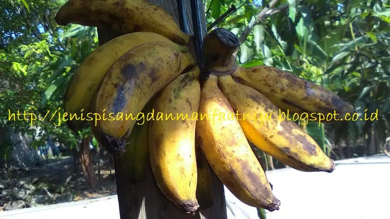 Jenis Jenis Pisang Yang Berukuran Kecil Dan Gambarnya - Jenis Pisang ...