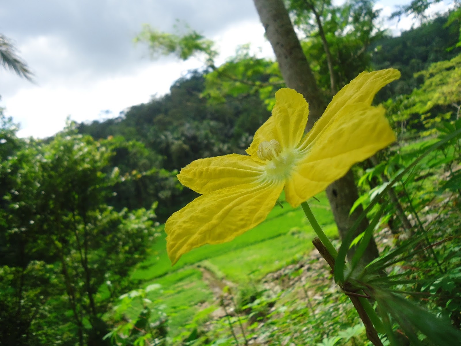 Wallpaper Bunga Labu Kuning di Bukit Menoreh - Rumah Daun Muda