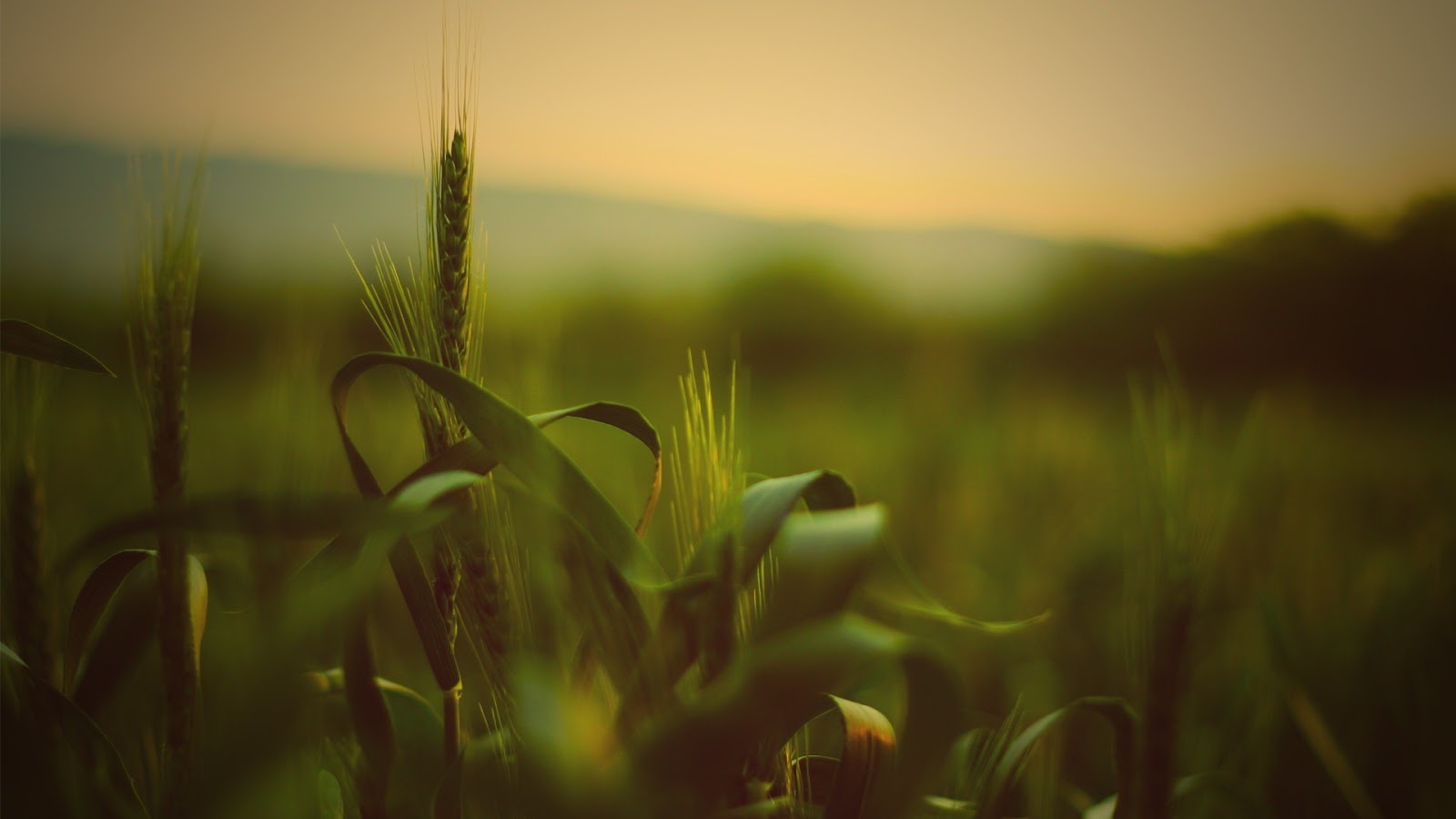 ENVIRONMENTAL FACTORS OUR ECOLOGY environmental-factors-our-ecology