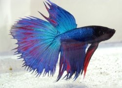 GENÉTICA DAS FORMAS DO BETTA | Bênny Bettas de Linhagem