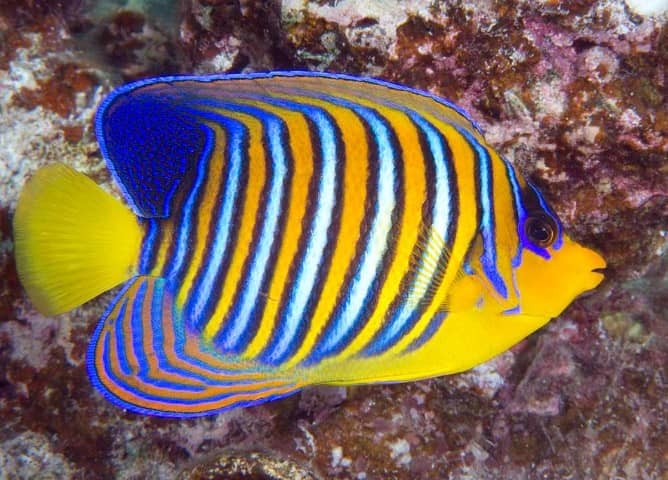 15 Jenis Angelfish Air Laut yang Bisa Kalian Pelihara di Rumah