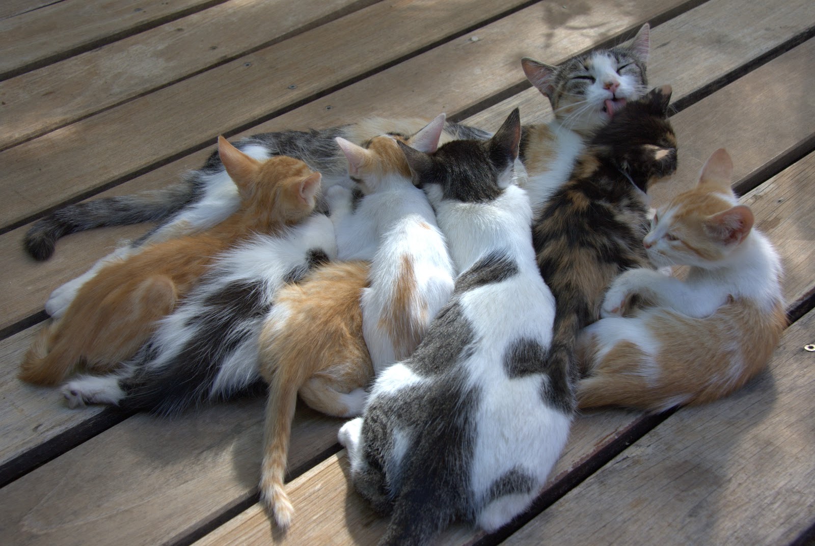 Adopta a tu gato: Vaca: En Adopción