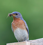 Flower Hill Farm: 'Anniversary Post' Birds in Review Part XV 'Living ...