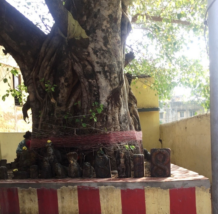 Tamilnadu Tourism: Thulukkanathamman Temple, West Mambalam, Chennai