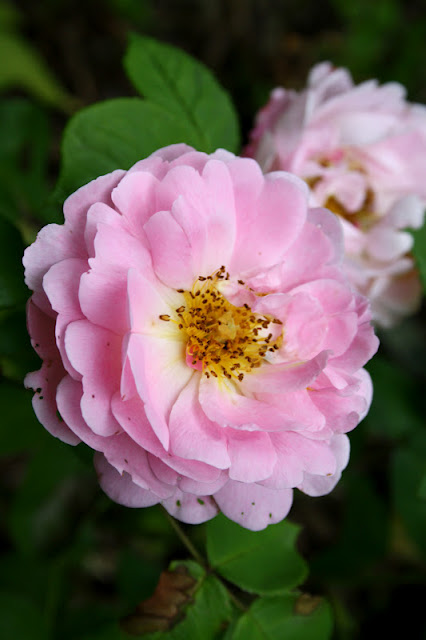 Madelief: Late June garden