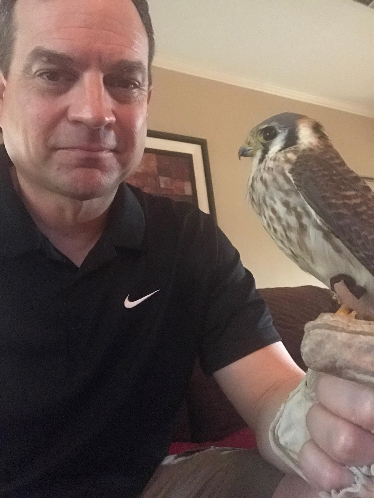 15th Red-tail Season: Matthew Mullenix trains an American Kestrel
