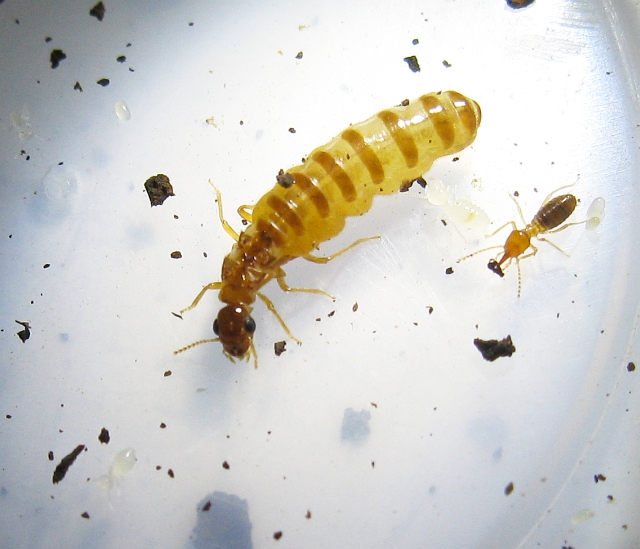 Photos and Info on Ants and Termites of Malaysia: Bulbitermes