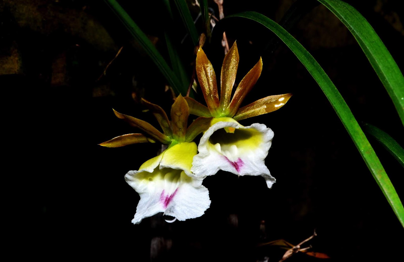 BIODIVERSIDADE DA FLORESTA AMAZÔNICA: Galeandra lacustris