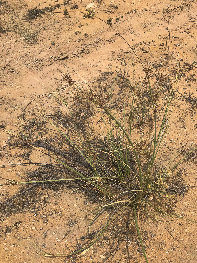 Birds of Saudi Arabia: Common Thatching Grass – Dhahran Hills