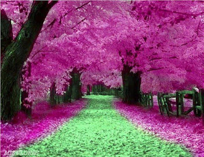 Keindahan Pepohon Sepanjang Jalan... - Relaks Minda