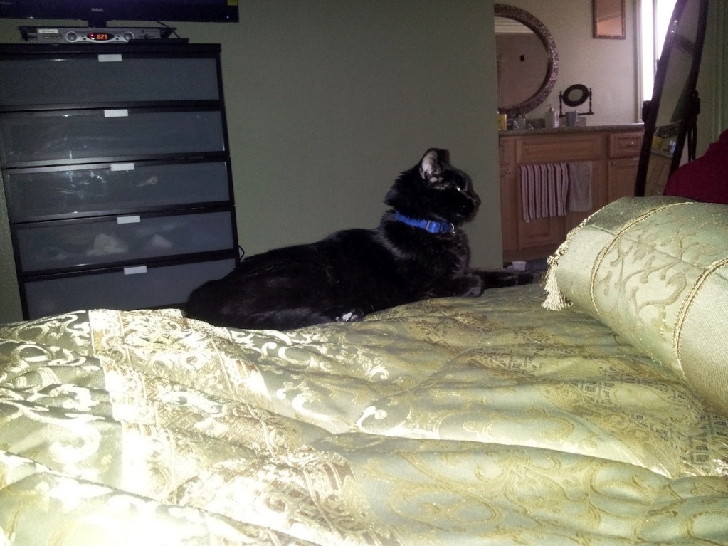 Diabetic Cats In Need Fly Free Sweet Puma diabetic-cats-in-need-fly-free-sweet-puma