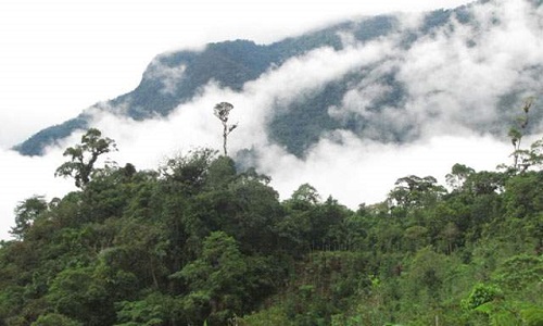 23 de Julio - Establecimiento de los Bosques de Protección en Alto Mayo