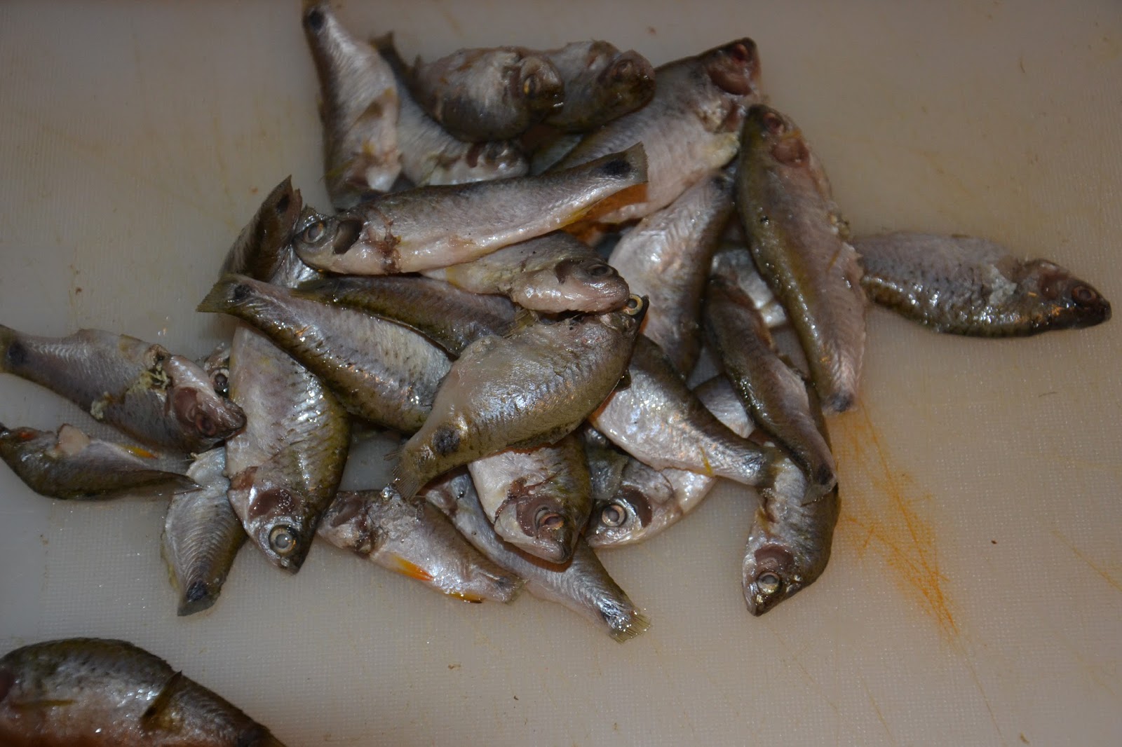 Oppdag Fisk!: Sumpbrasme/Swamp Barb/Puntius Chola (Ferskvann)