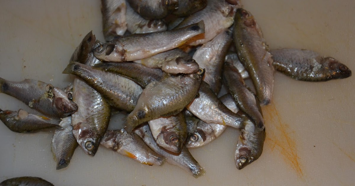 Oppdag Fisk!: Sumpbrasme/Swamp Barb/Puntius Chola (Ferskvann)