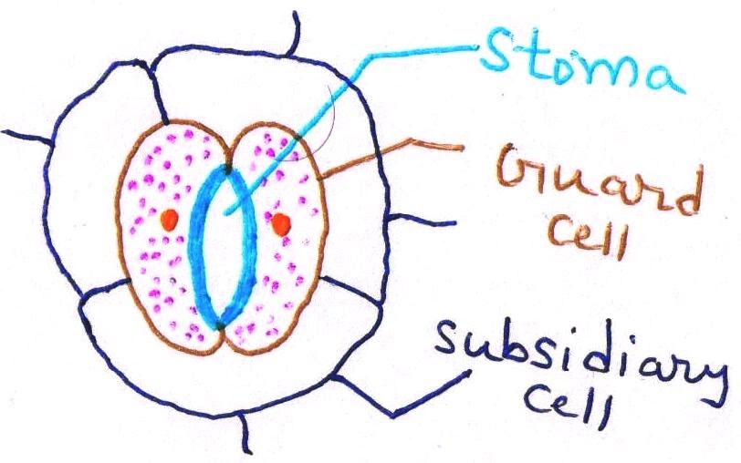 Stomatal Physiology: Structure, Frequency, Distribution and Stomatal ...