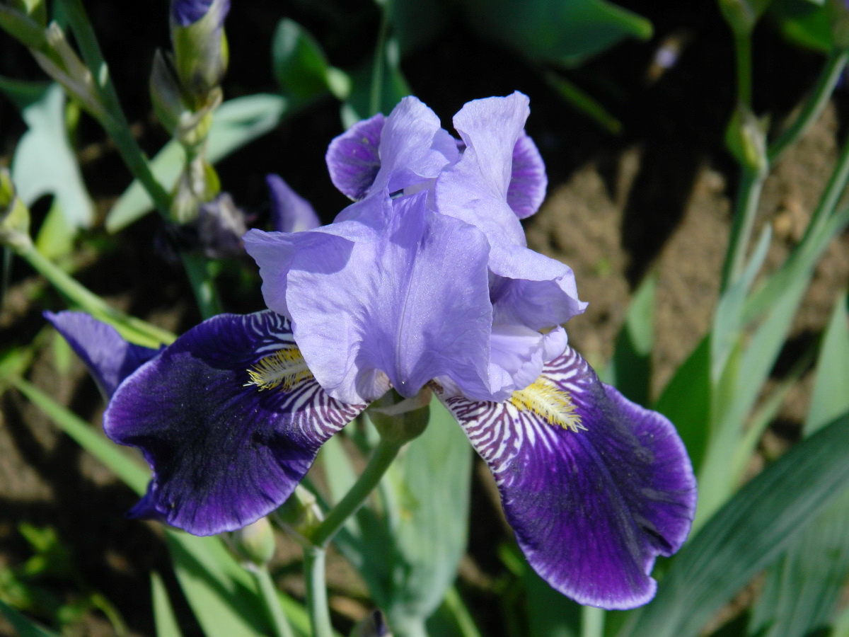 LA MULTI ANI, ROMANIA!: Stanjenei mov
