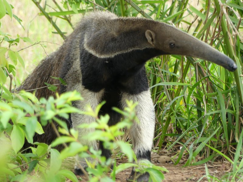 Ian Fraser, talking naturally: Anteaters, armadillos and sloths; the ...