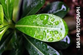 Sweet Dreams: bunga kamboja