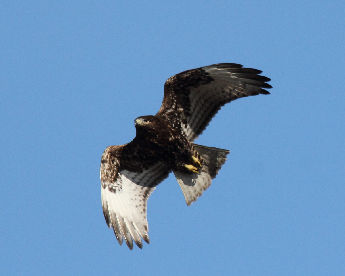 The Nomadic Naturalist: Dark morph Red-tailed Hawk in Ontario