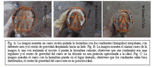 Bandera Verde: EQUILIBRIO Y BALANCE DEL CASCO EN CABALLOS DE ALTA ...