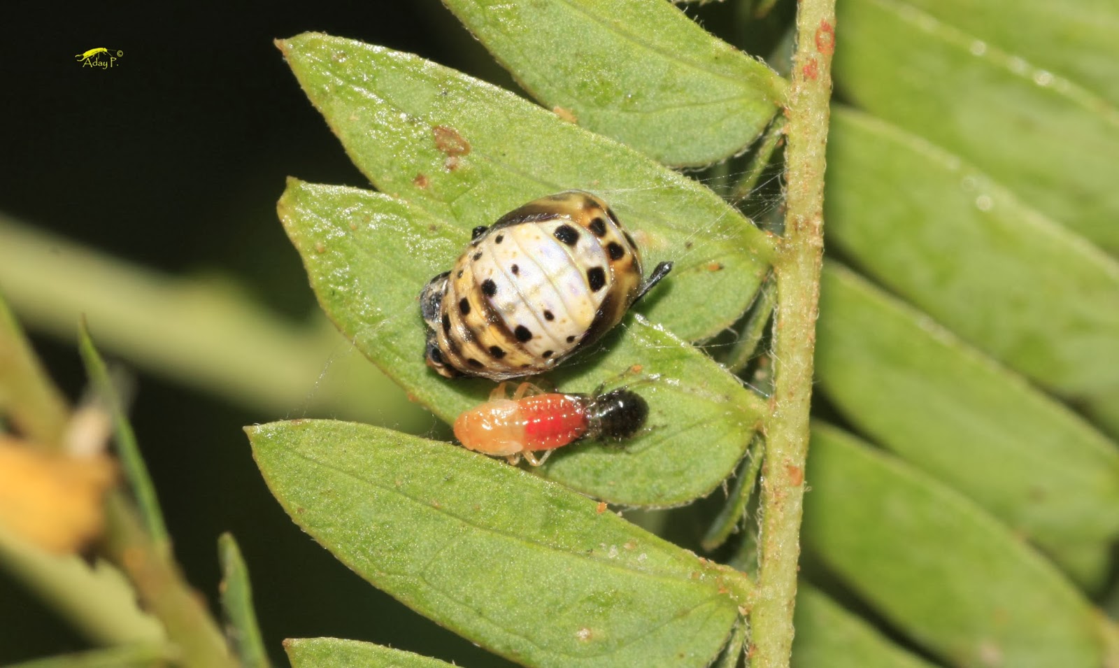 Artropodolandia: Coccinélidos: Sarantontones