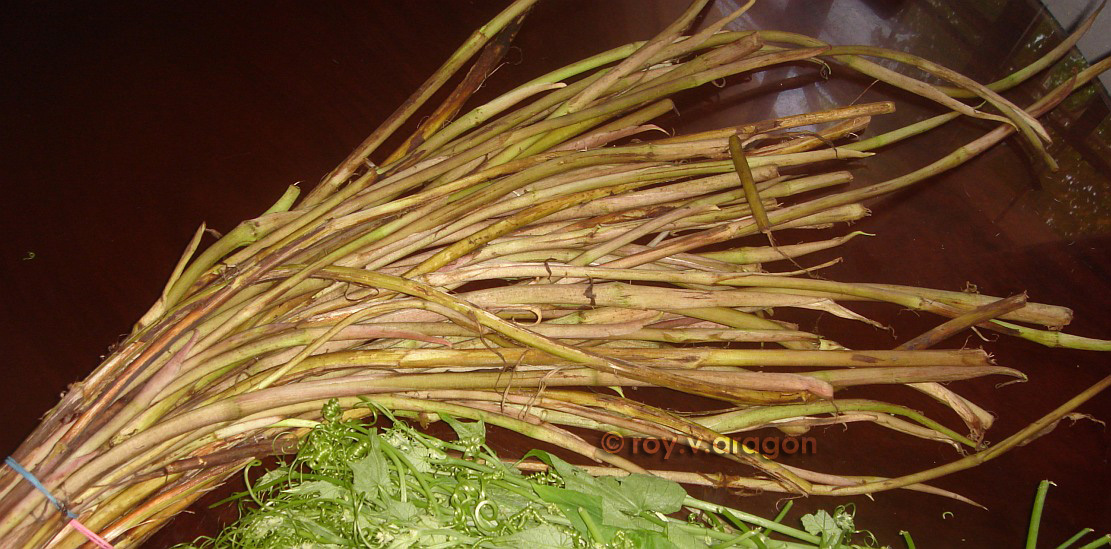 daludal, sagibsib, taro shoots/suckers ~ PINAKBET REPUBLIC