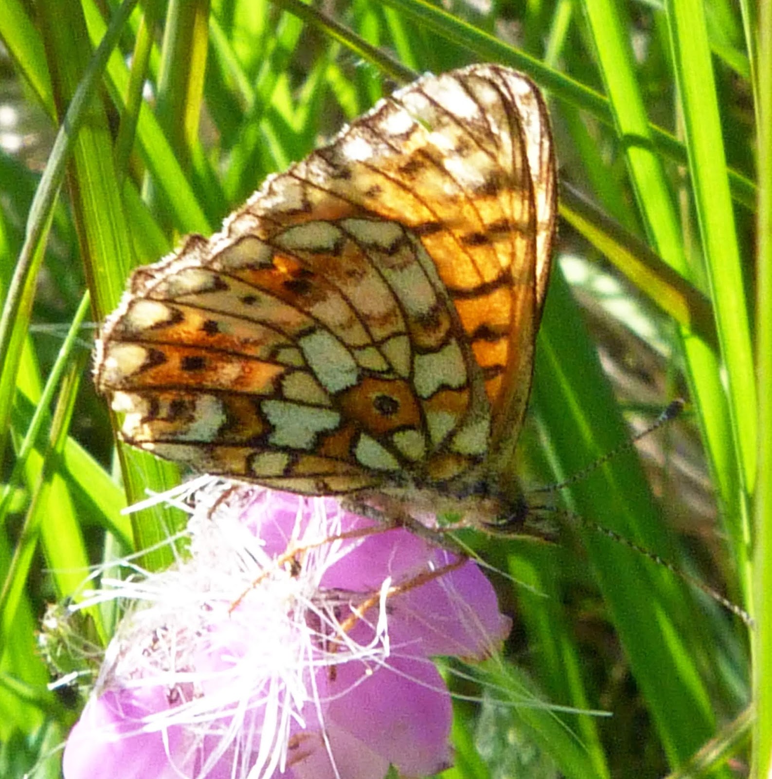 Insects of Scotland: Butterflies