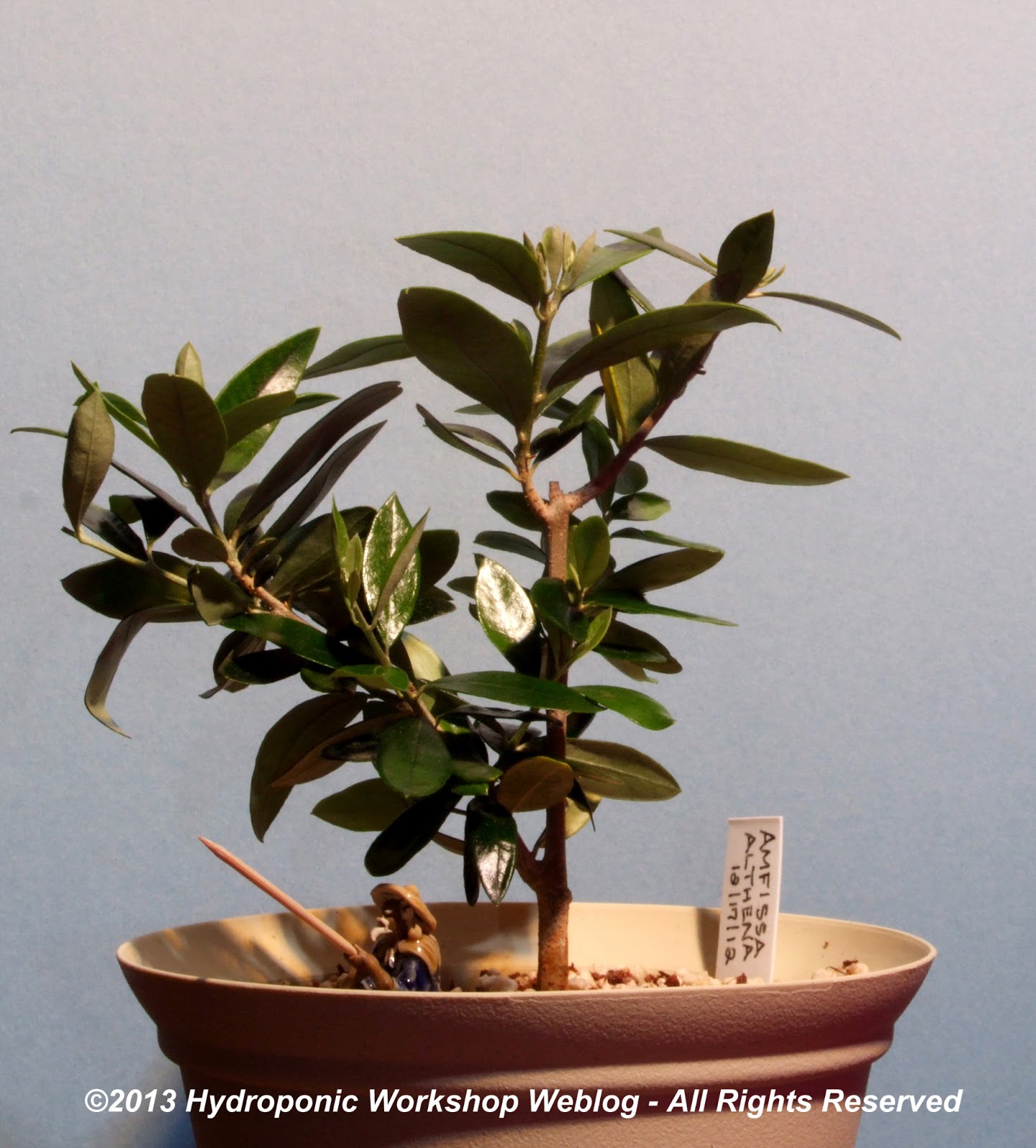 Hydroponic Workshop: Journal February 11, 2013