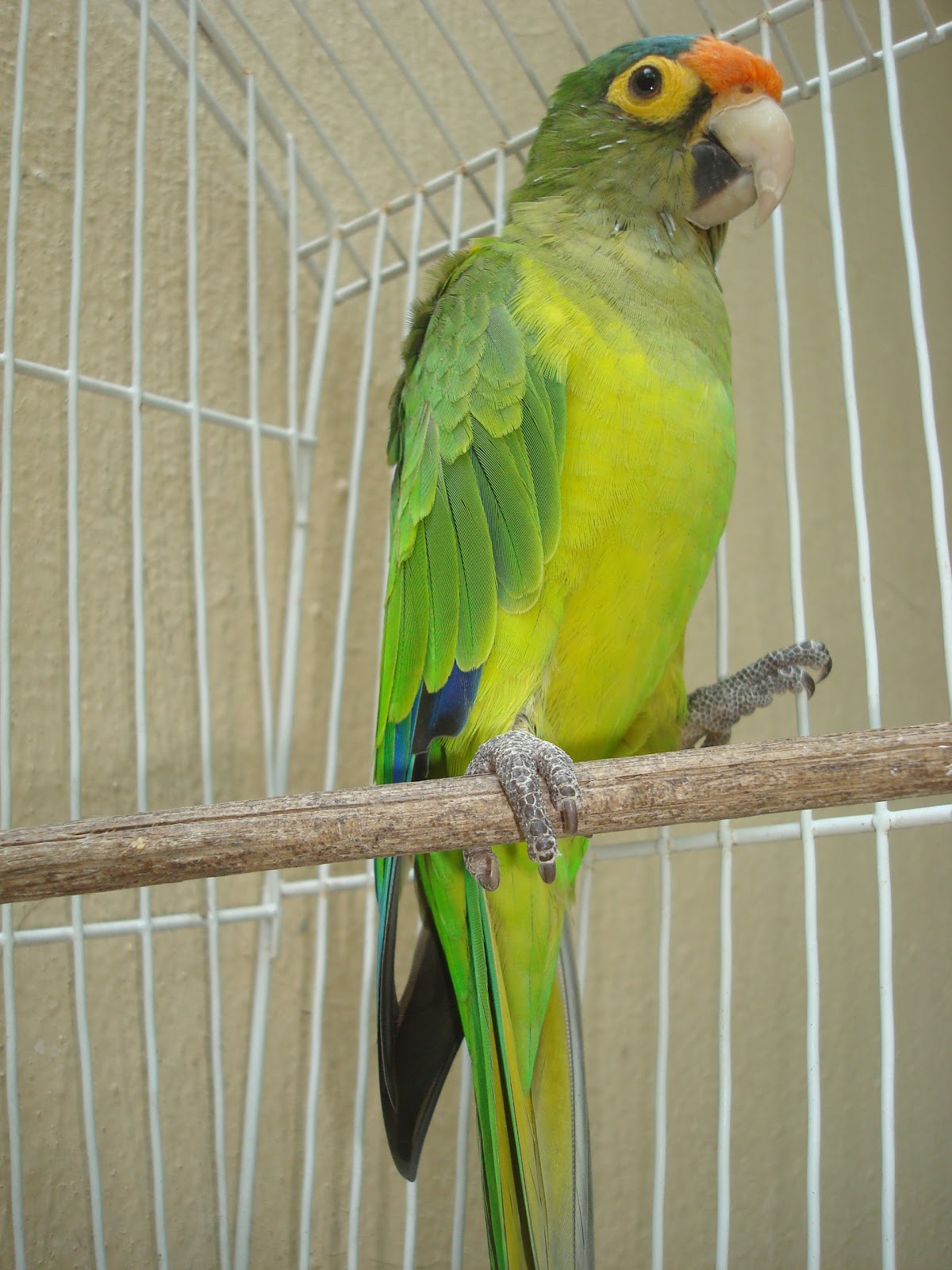 sancarlosfortin: cotorro atolero de visita