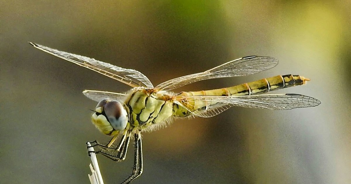 Libélulas y su importancia ecológica en ambientes acuáticos.
