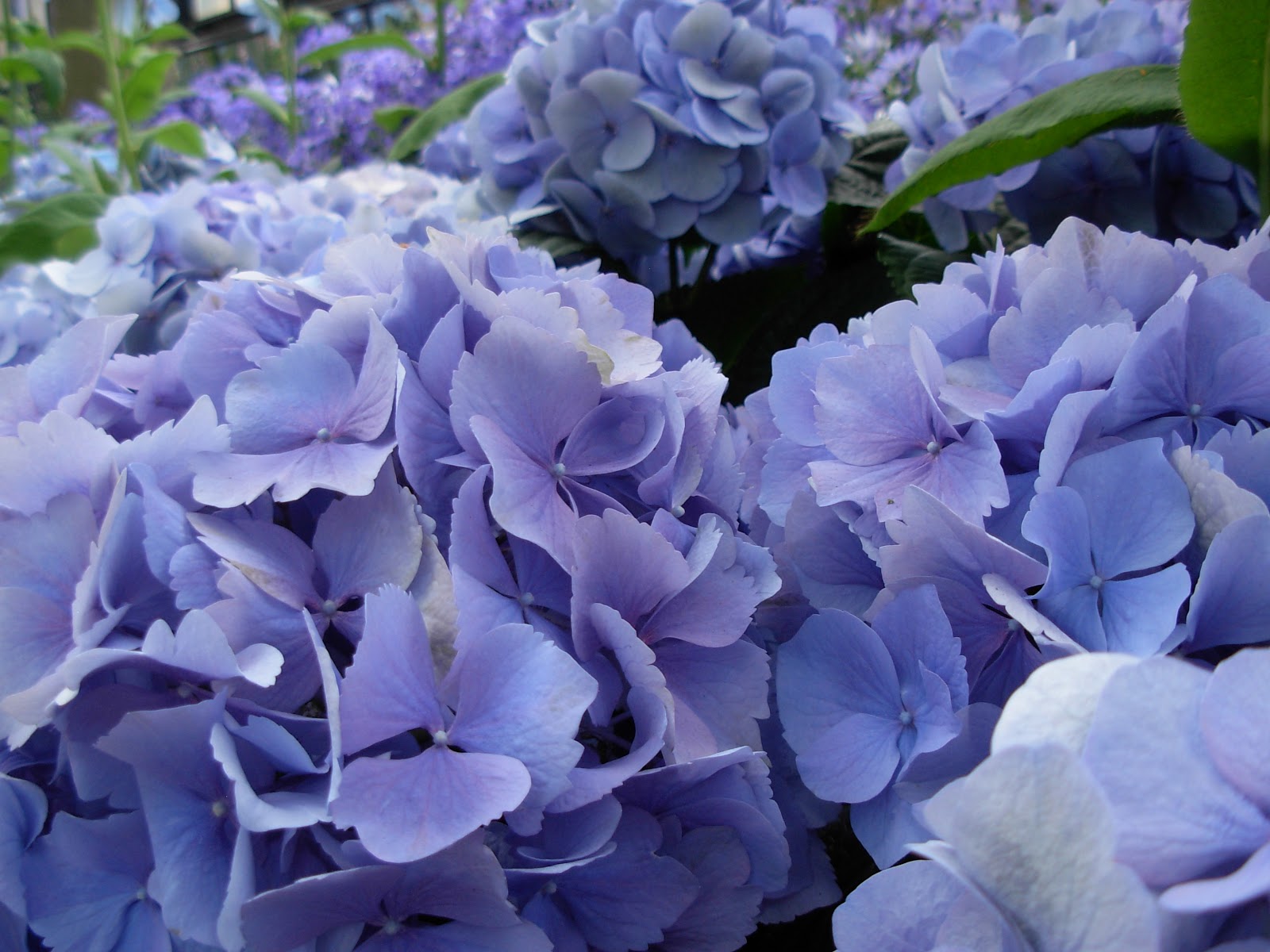 Hydrangea, French Hydrangea, Mophead 39;Mathilda Gutges39; Hydrangea ...