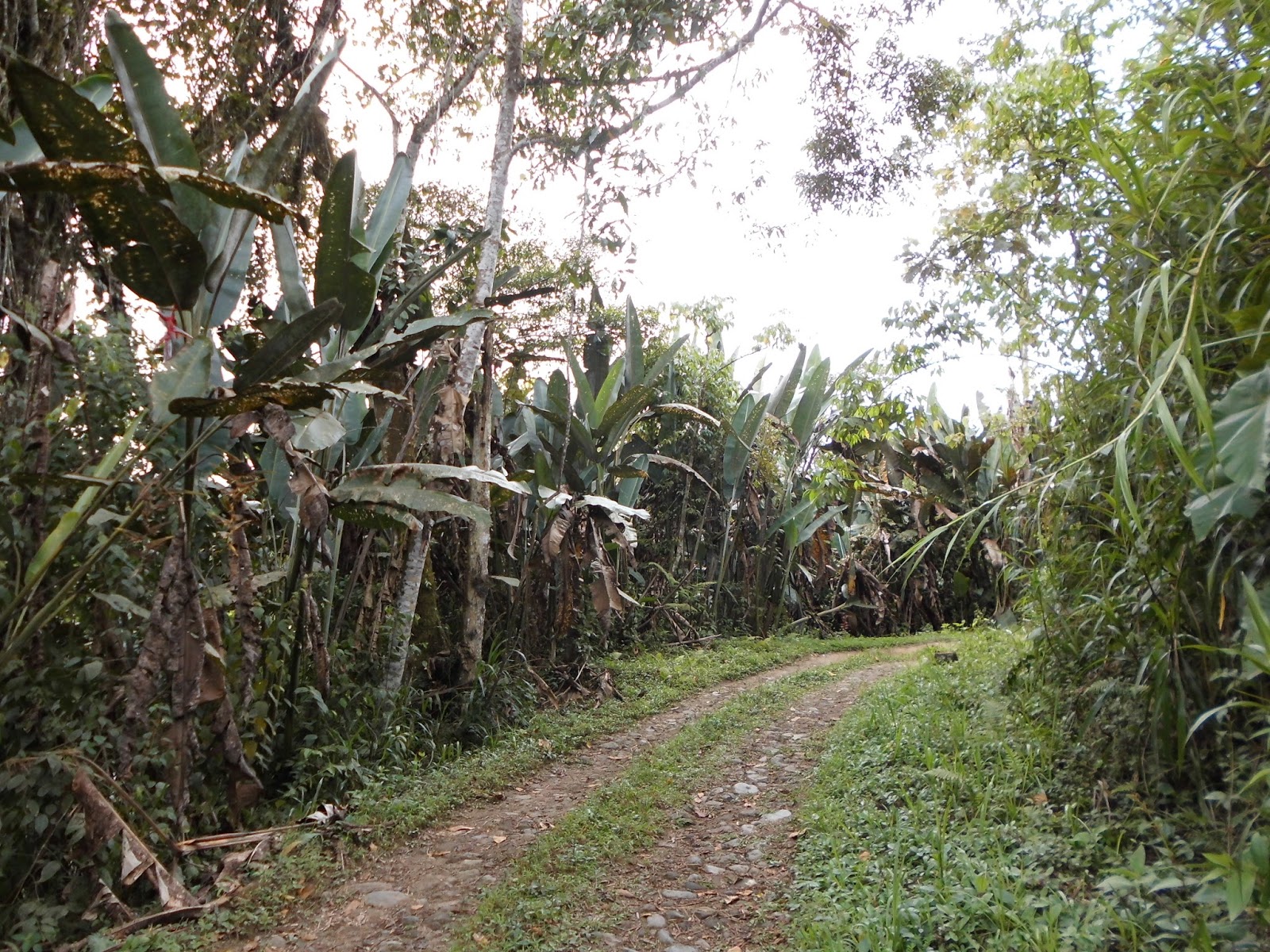 Ecuador Tropical Ecology: La Hesperia