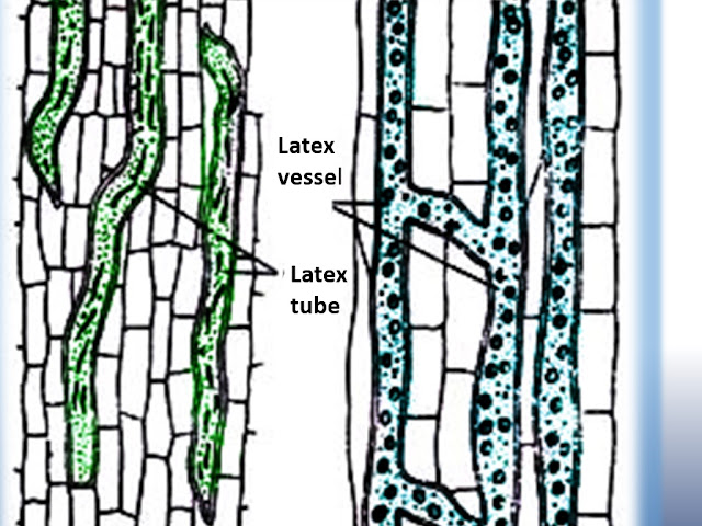 My Blogg: LATICIFERS Introduction, Structure, Classification and Functions