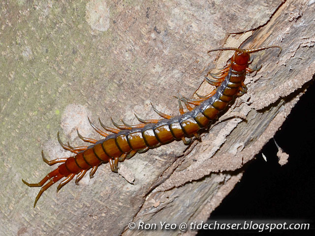 tHE tiDE cHAsER: Centipedes (Phylum Arthropoda: Class Chilopoda) of ...