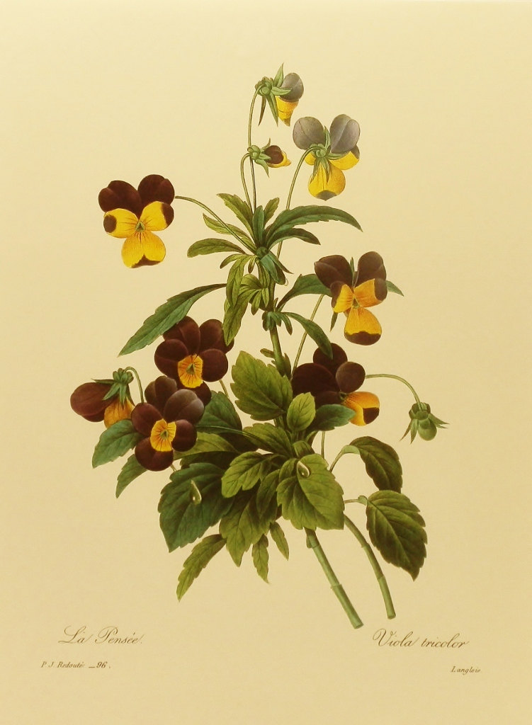 Elenor's Island: Illustration: Botanical Inspiration